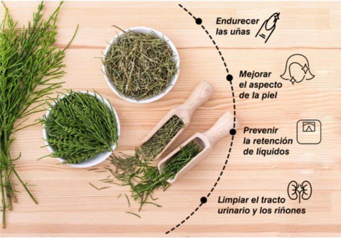 La Cola de caballo, bueno para la salud - UNAH ALDIA